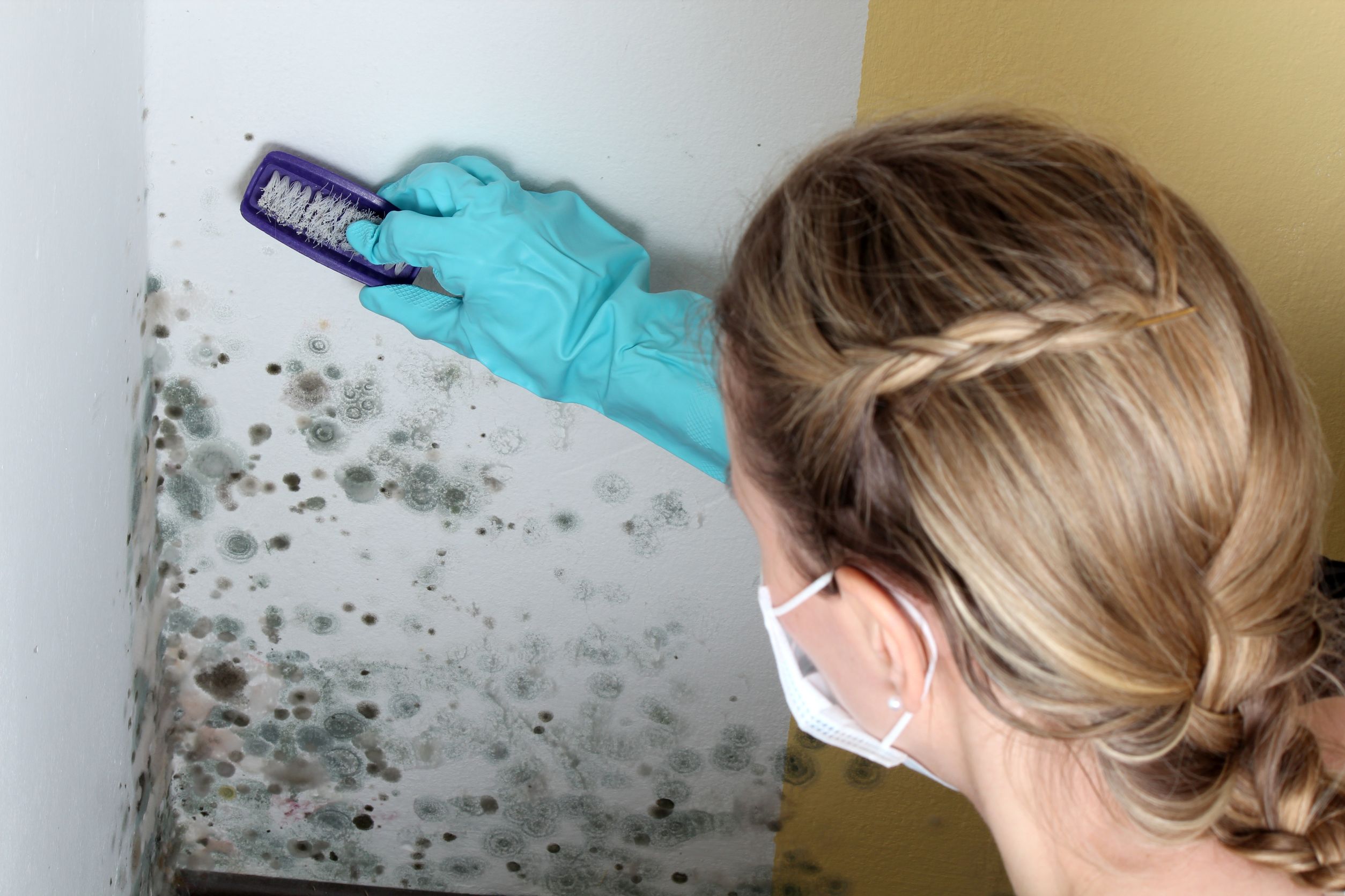 3 Truths To Mold Removal And Why You Should Hire Someone 3 Truths To Mold Removal And Why You Should Hire Someone